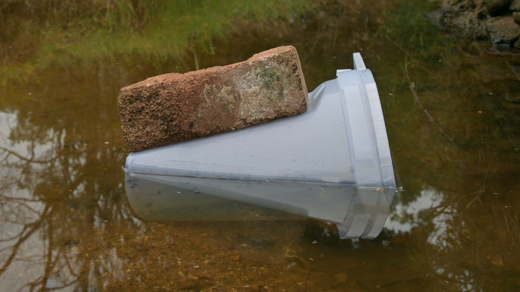 Cane Toad Tadpole Trap – Watergum Community