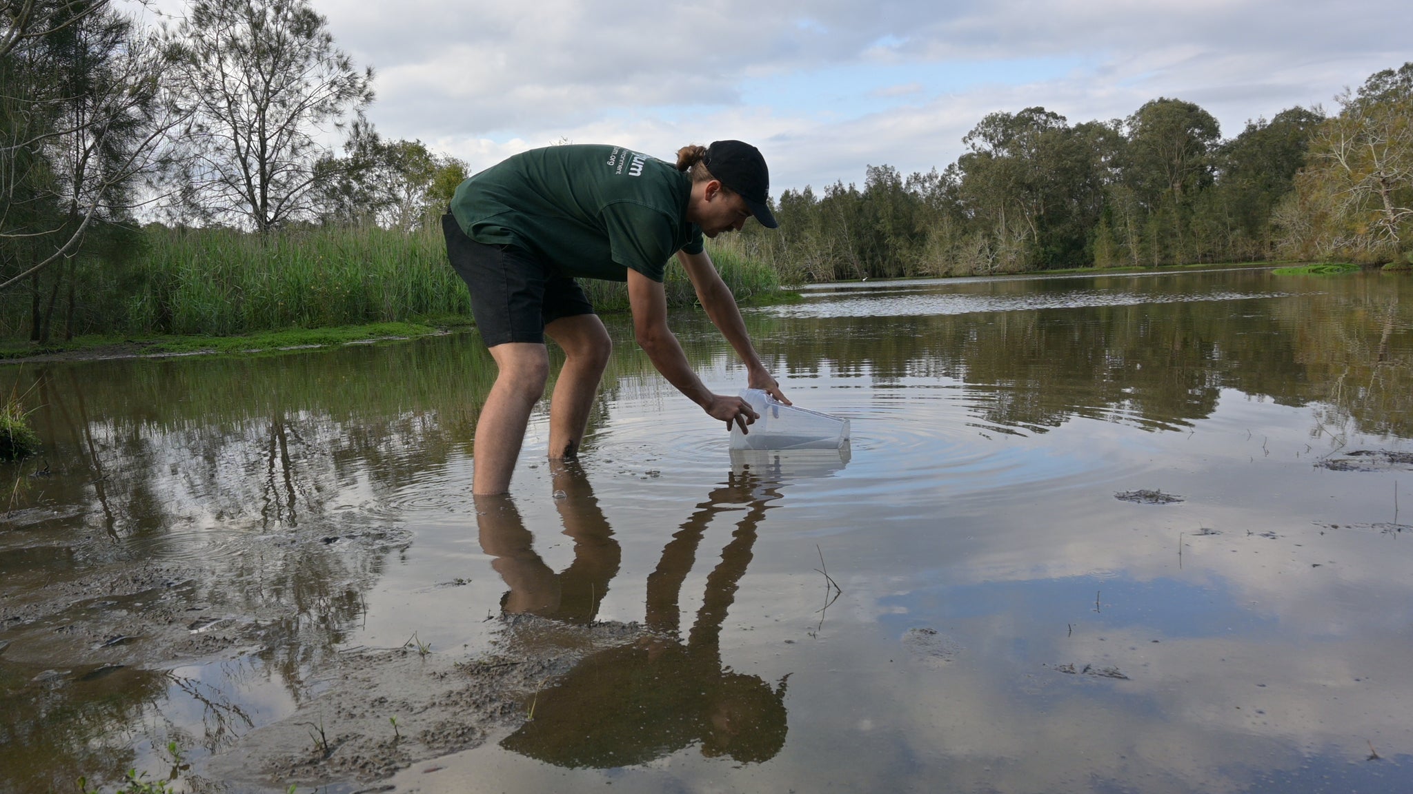 Cane Toad Tadpole Trap – Watergum Community