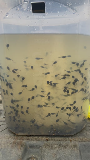 Cane Toad Tadpole Trap and Lure Package – Watergum Community